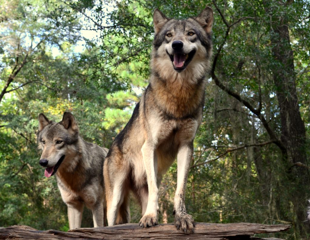 Florida Destinations That Take The Road Less Traveled - Just Short of Crazy